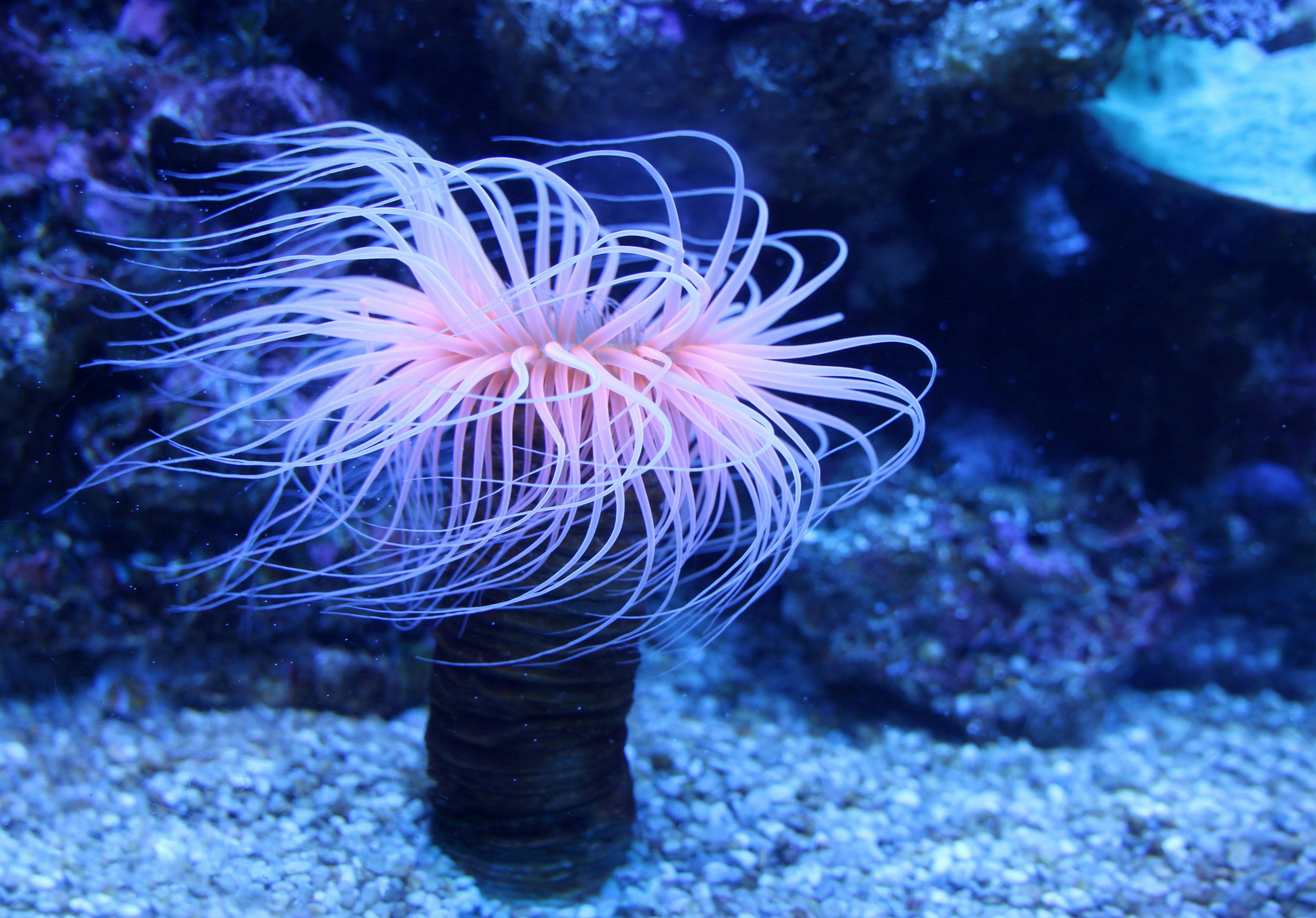 Free stock photos of anthozoa · Pexels