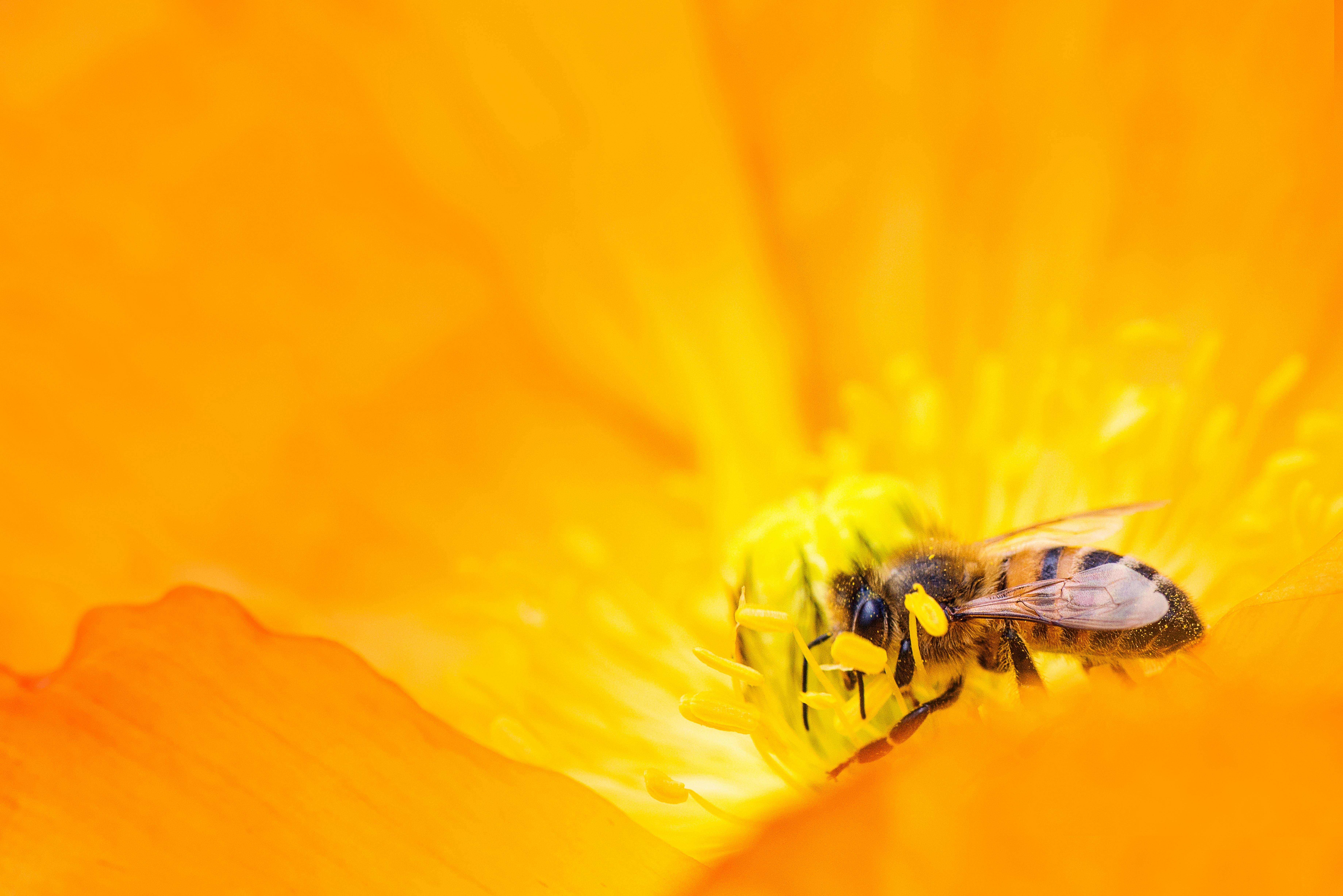 Free stock photos of honey bee · Pexels