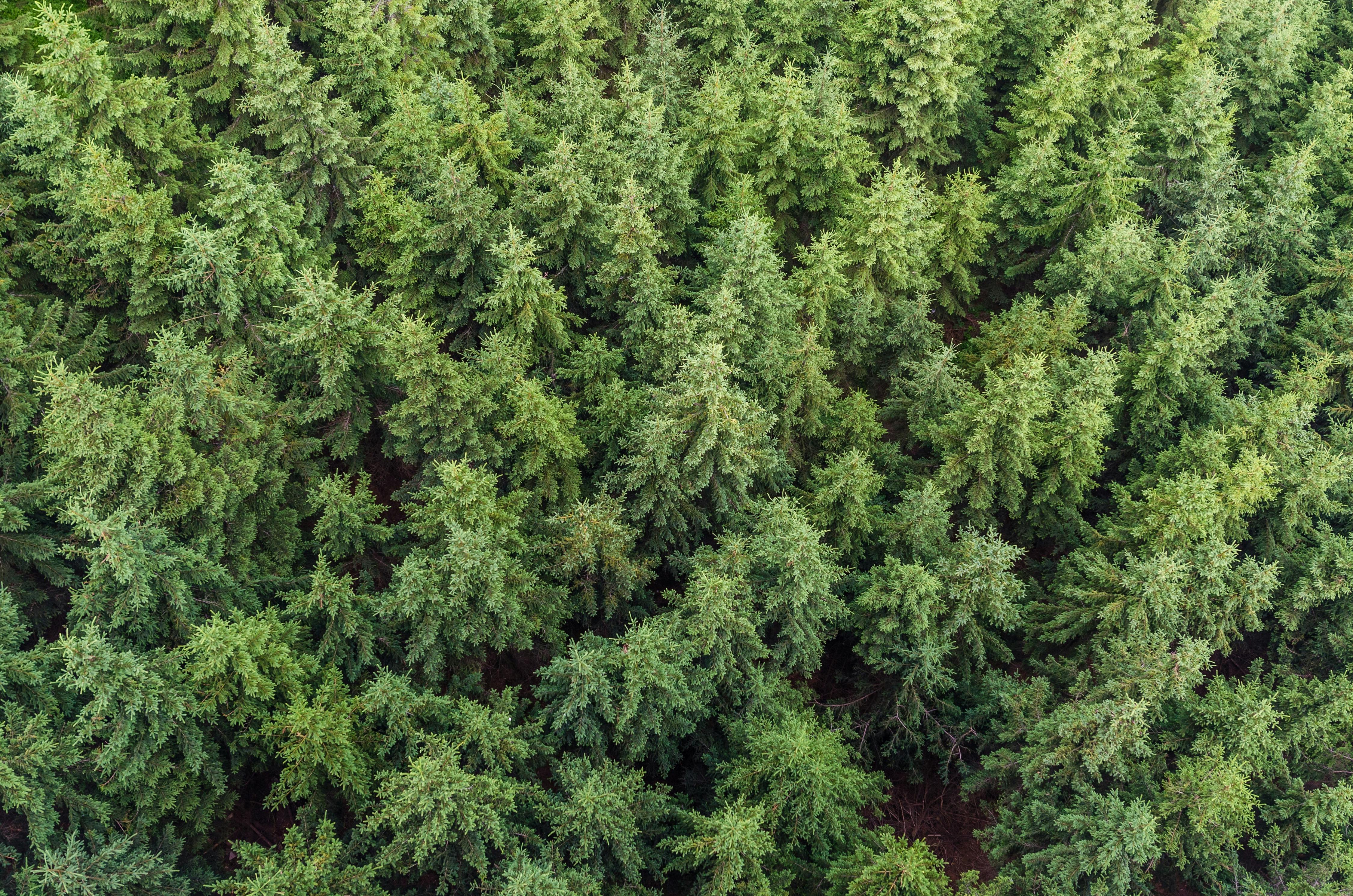 Free stock photos of pine trees · Pexels