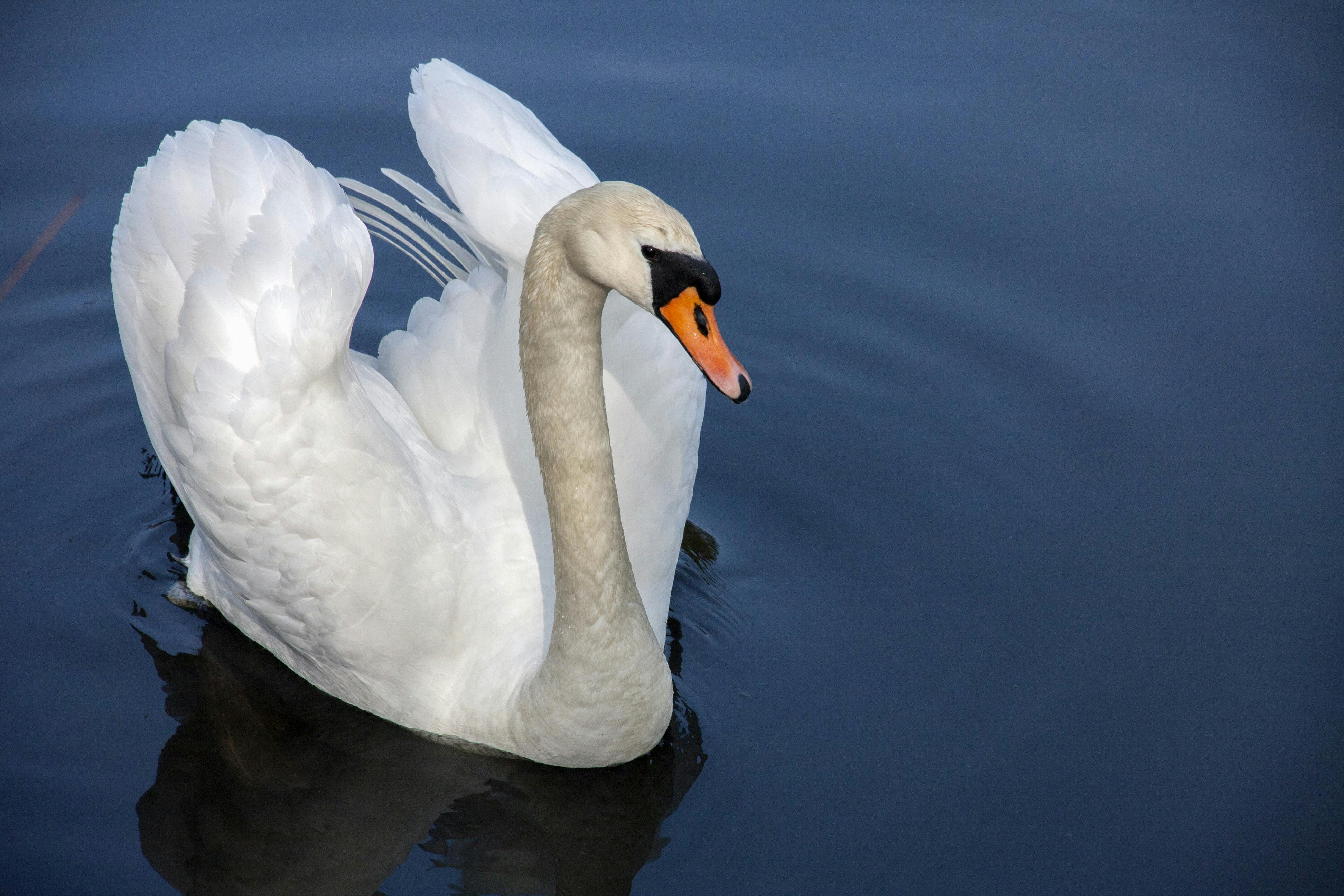 Free stock photos of swan · Pexels