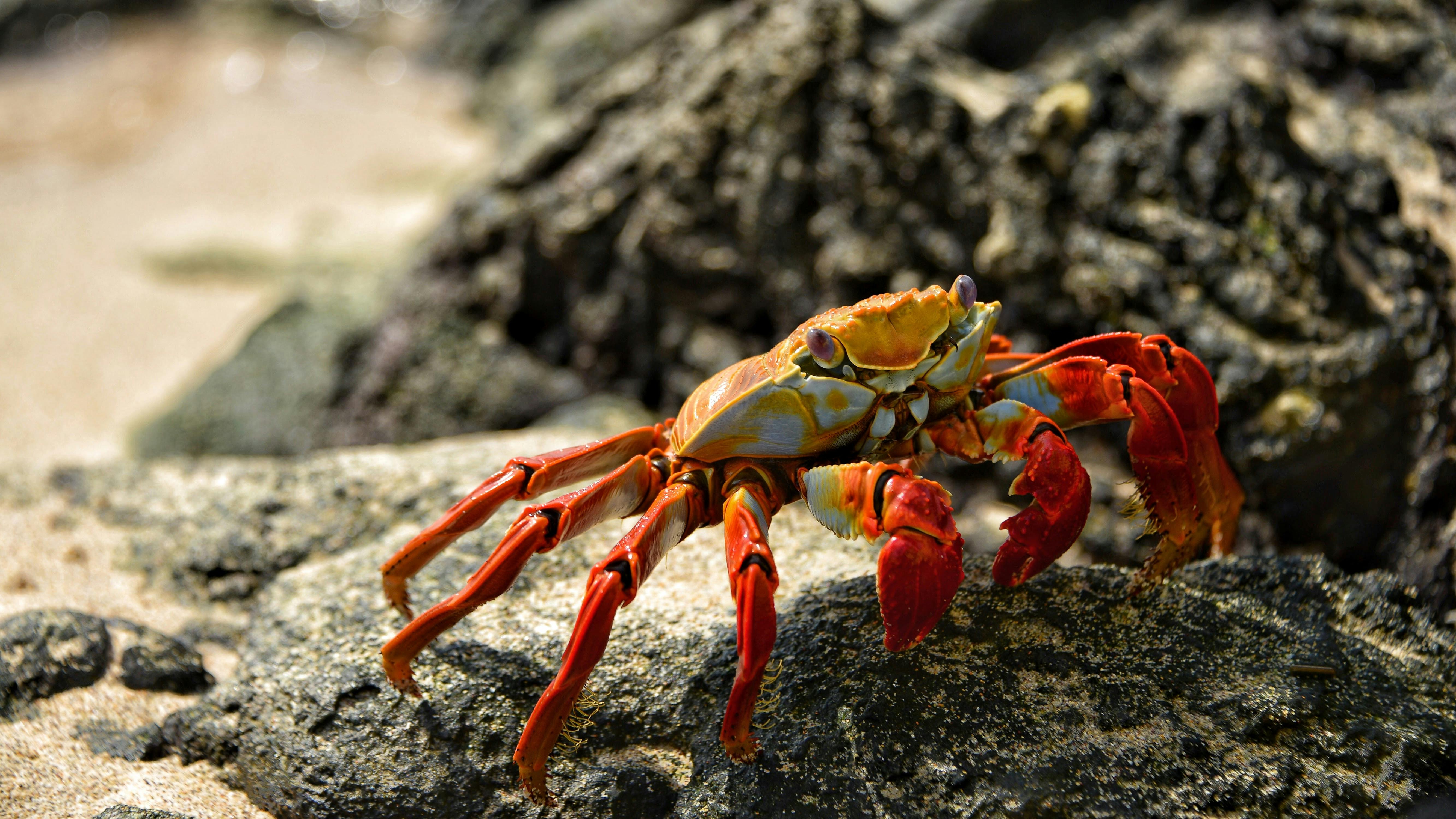 Free stock photos of crab · Pexels