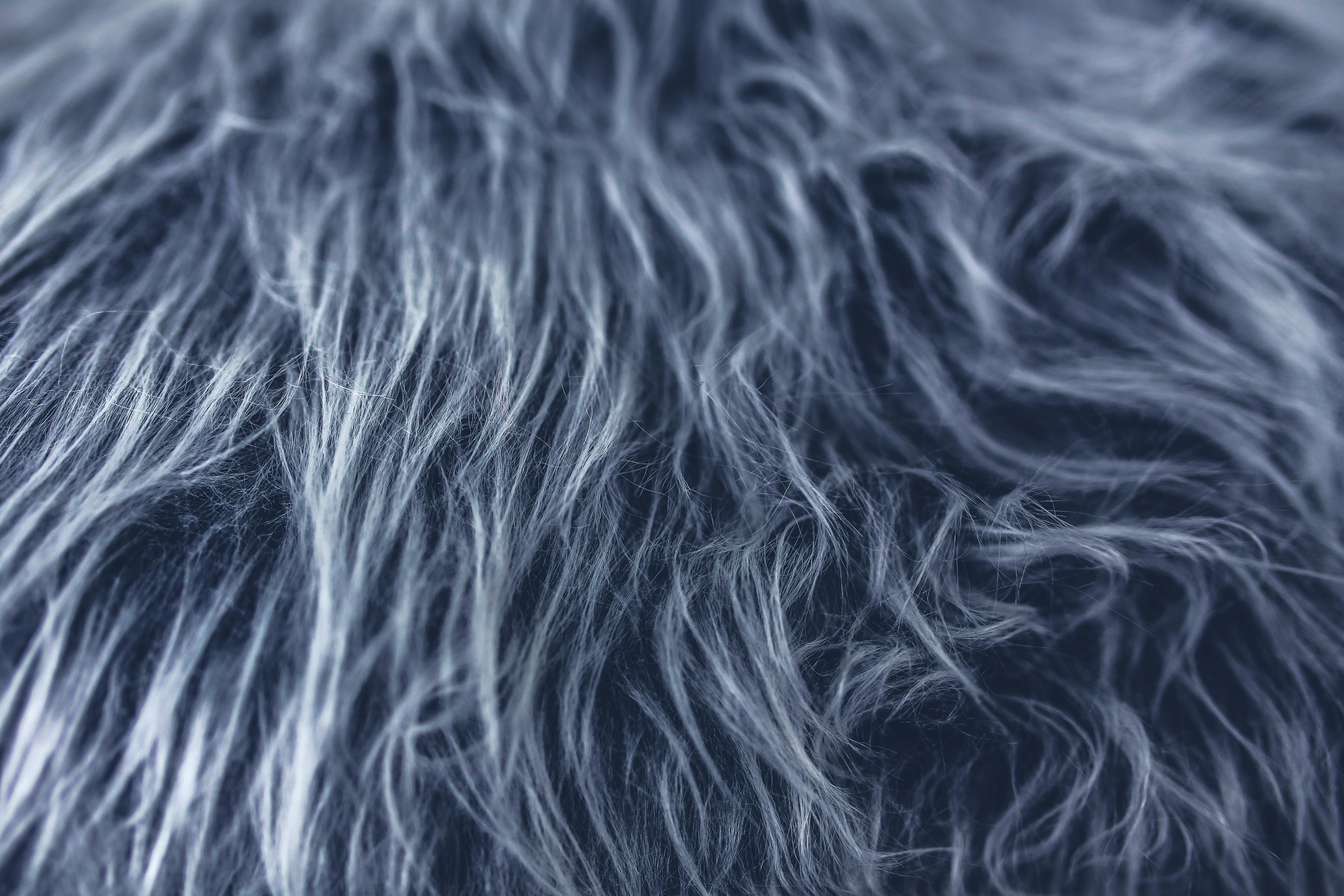 Free stock photos of fur · Pexels