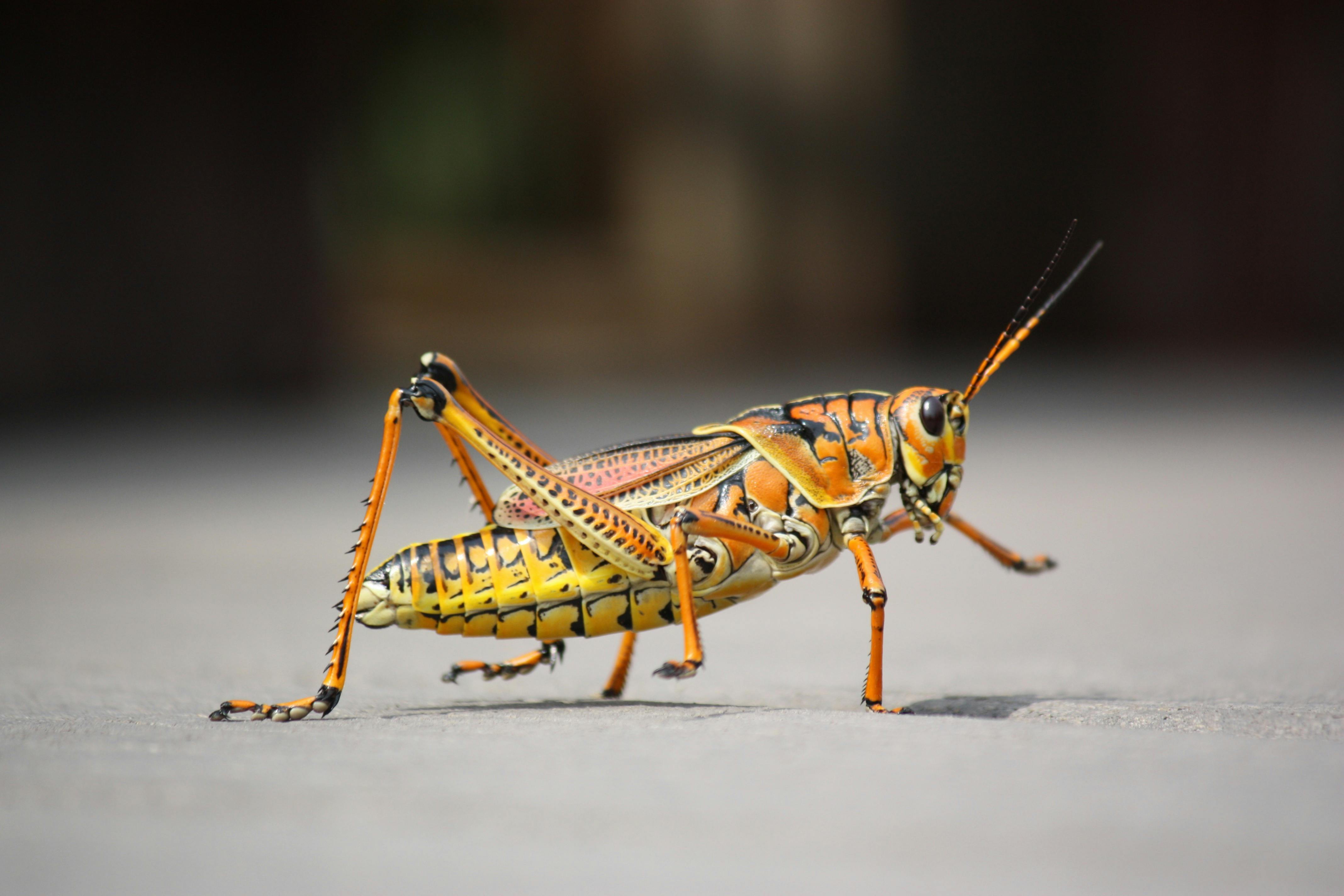 Free stock photos of grasshopper · Pexels