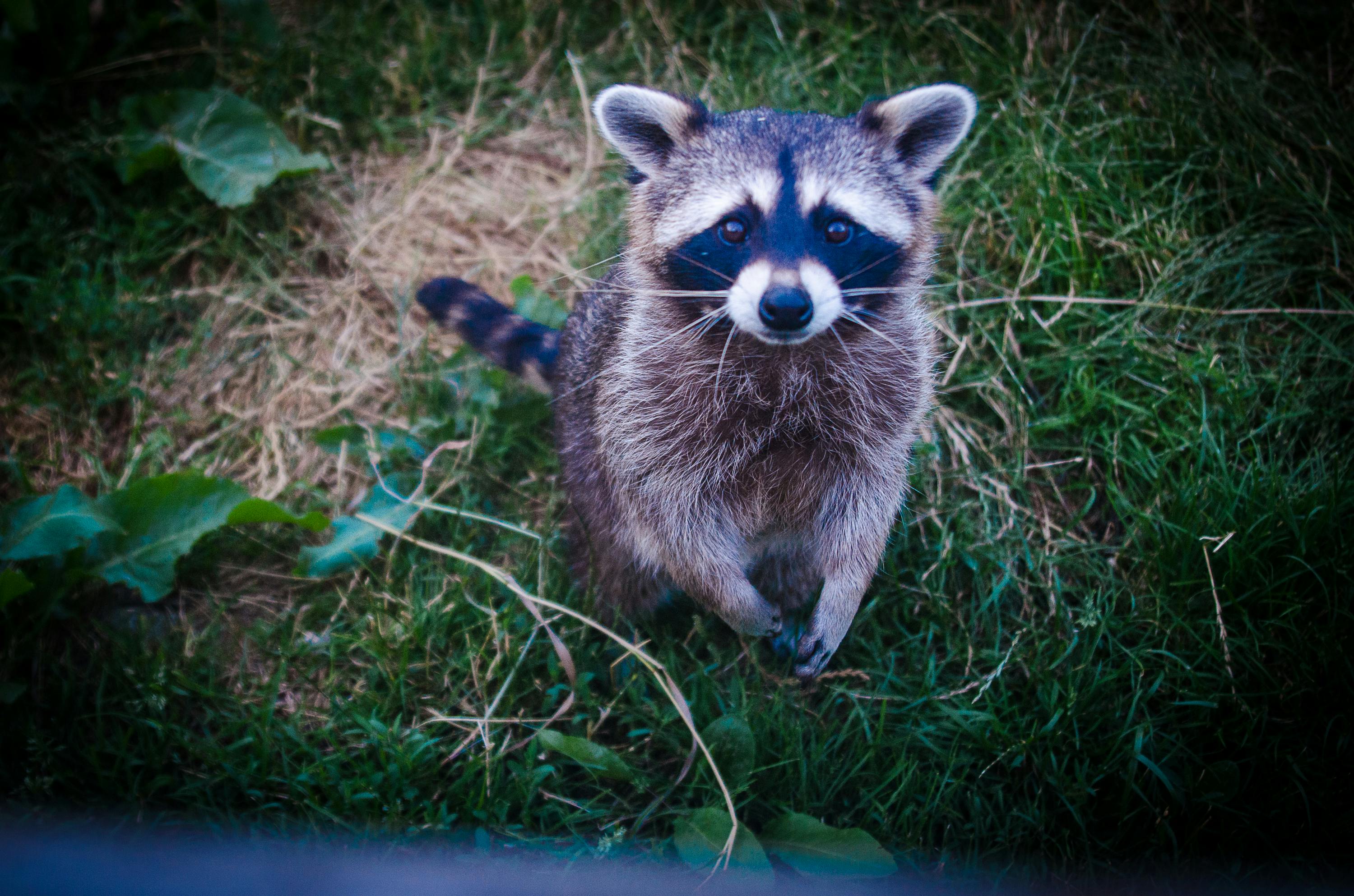 Free stock photos of raccoon · Pexels