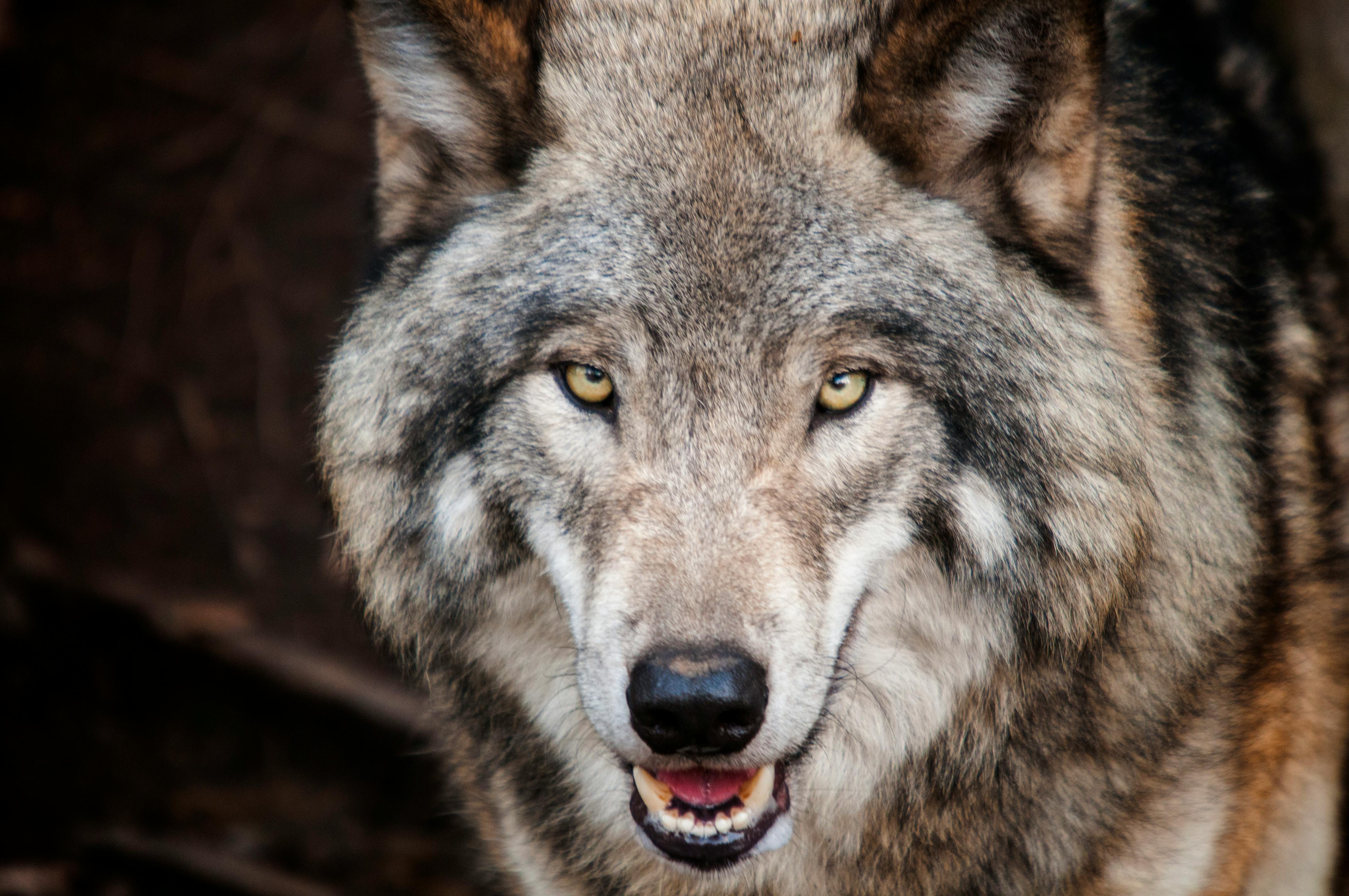 Free stock photos of wolf face · Pexels