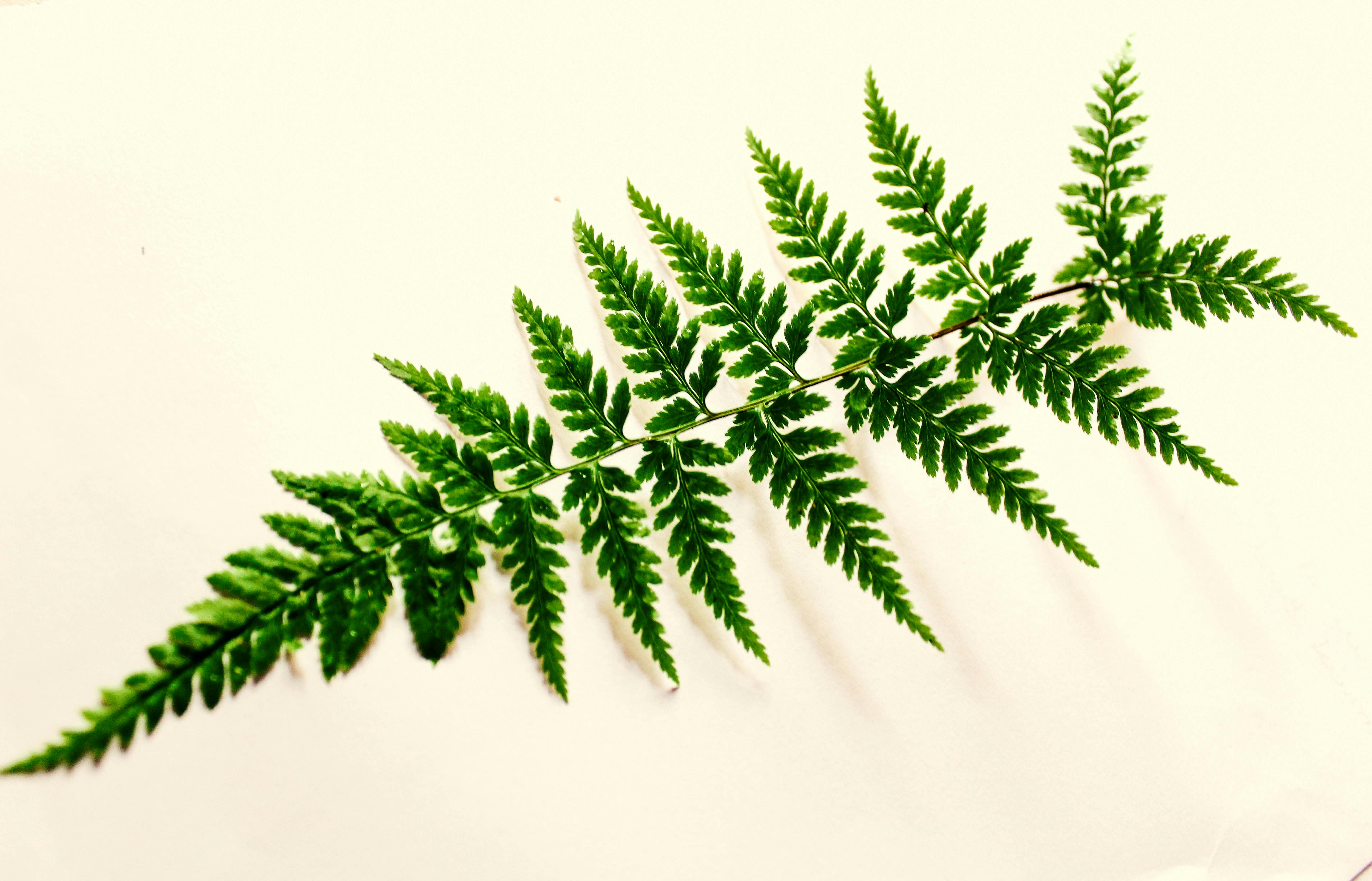 Free stock photos of fern · Pexels