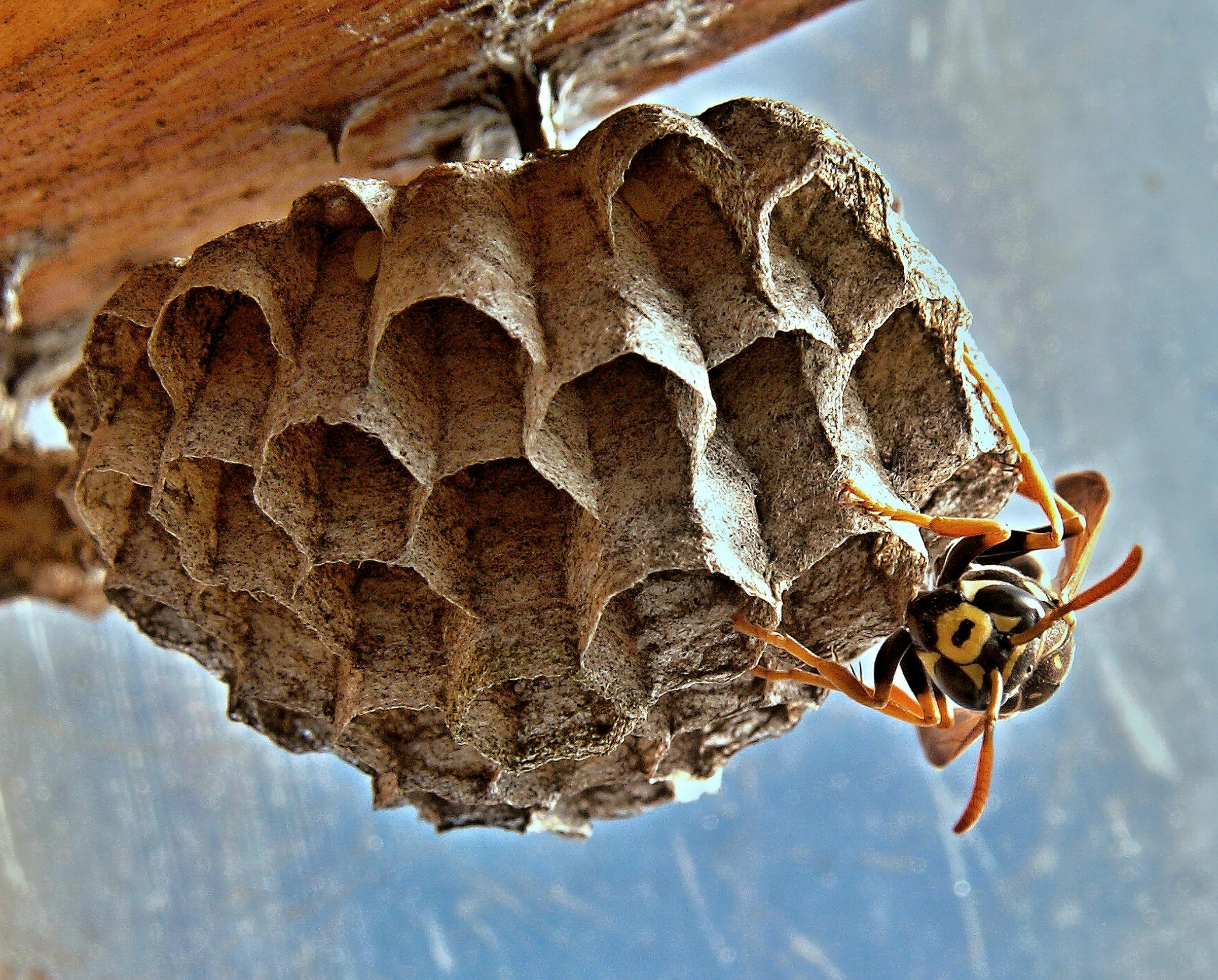 Free stock photos of wasp · Pexels