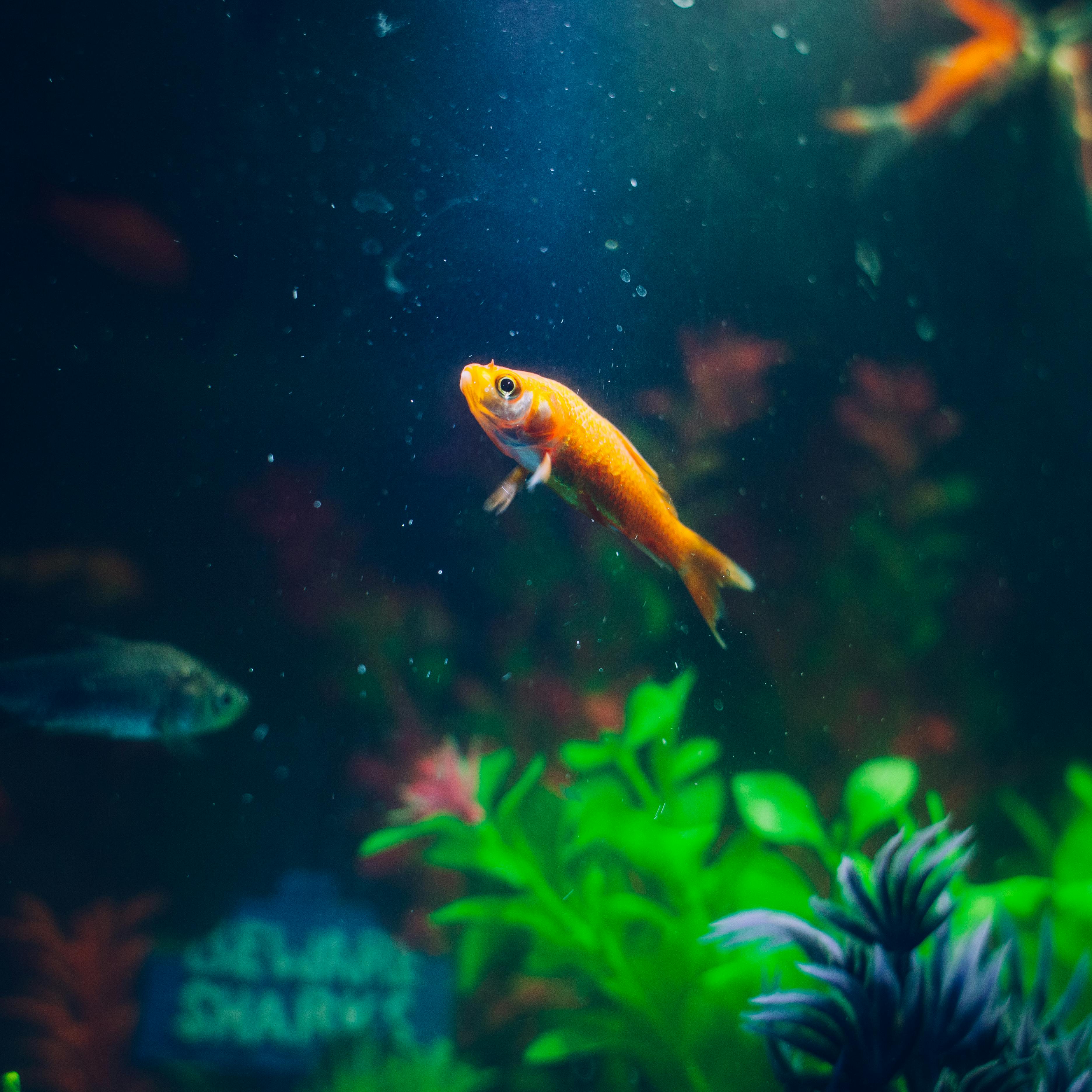 Free stock photos of goldfish · Pexels