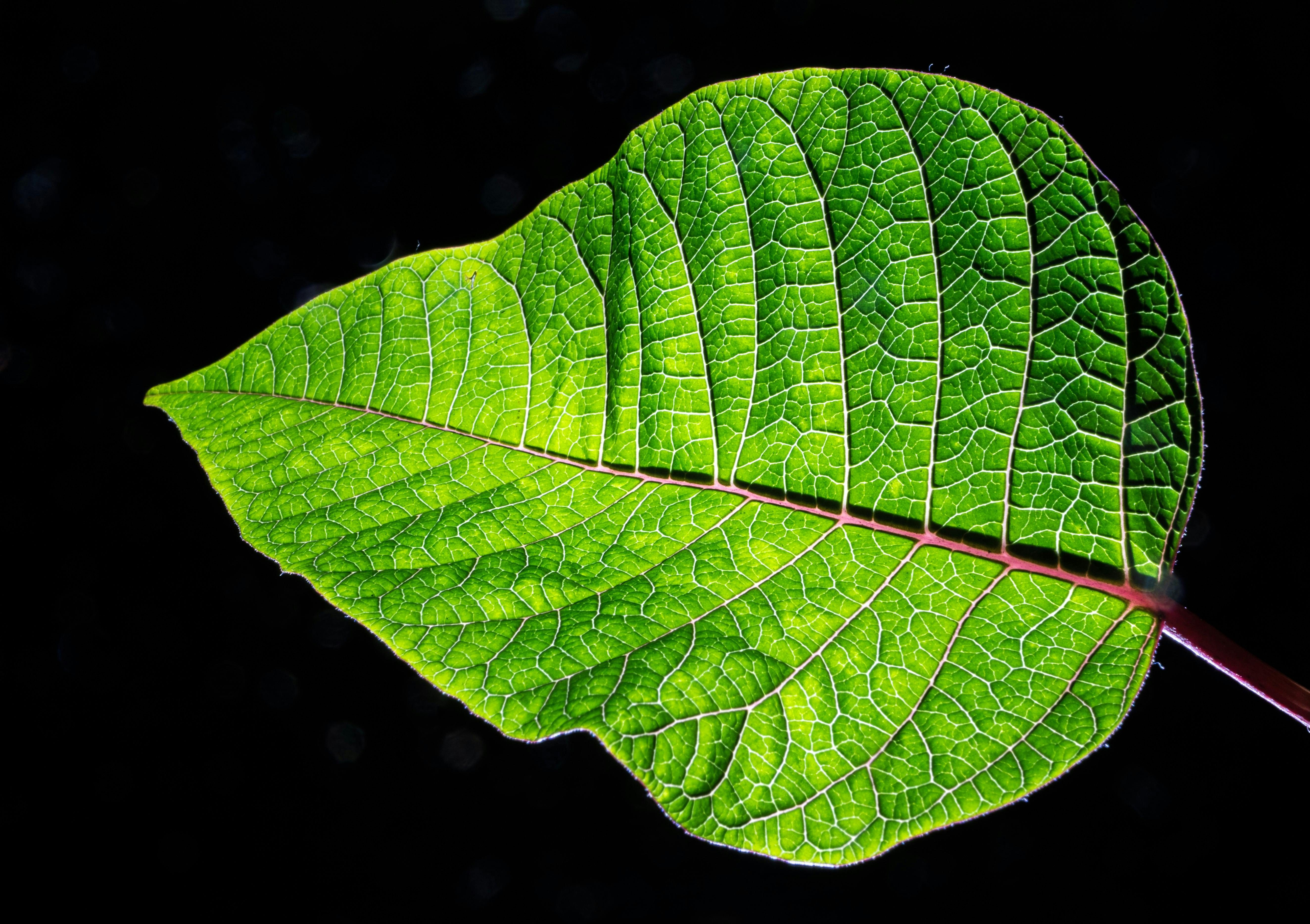 Free stock photos of leaf · Pexels
