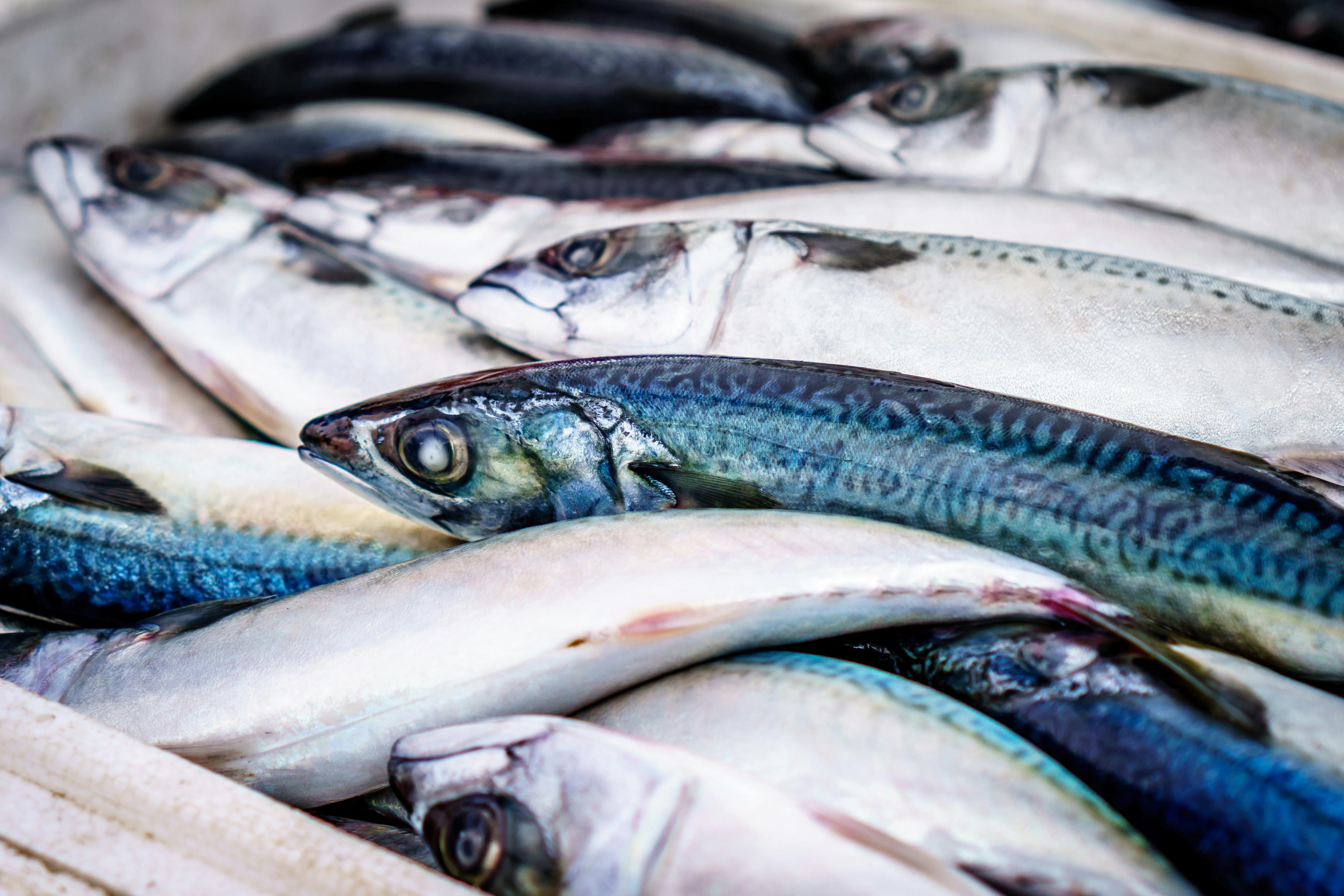 Free stock photos of fish market · Pexels