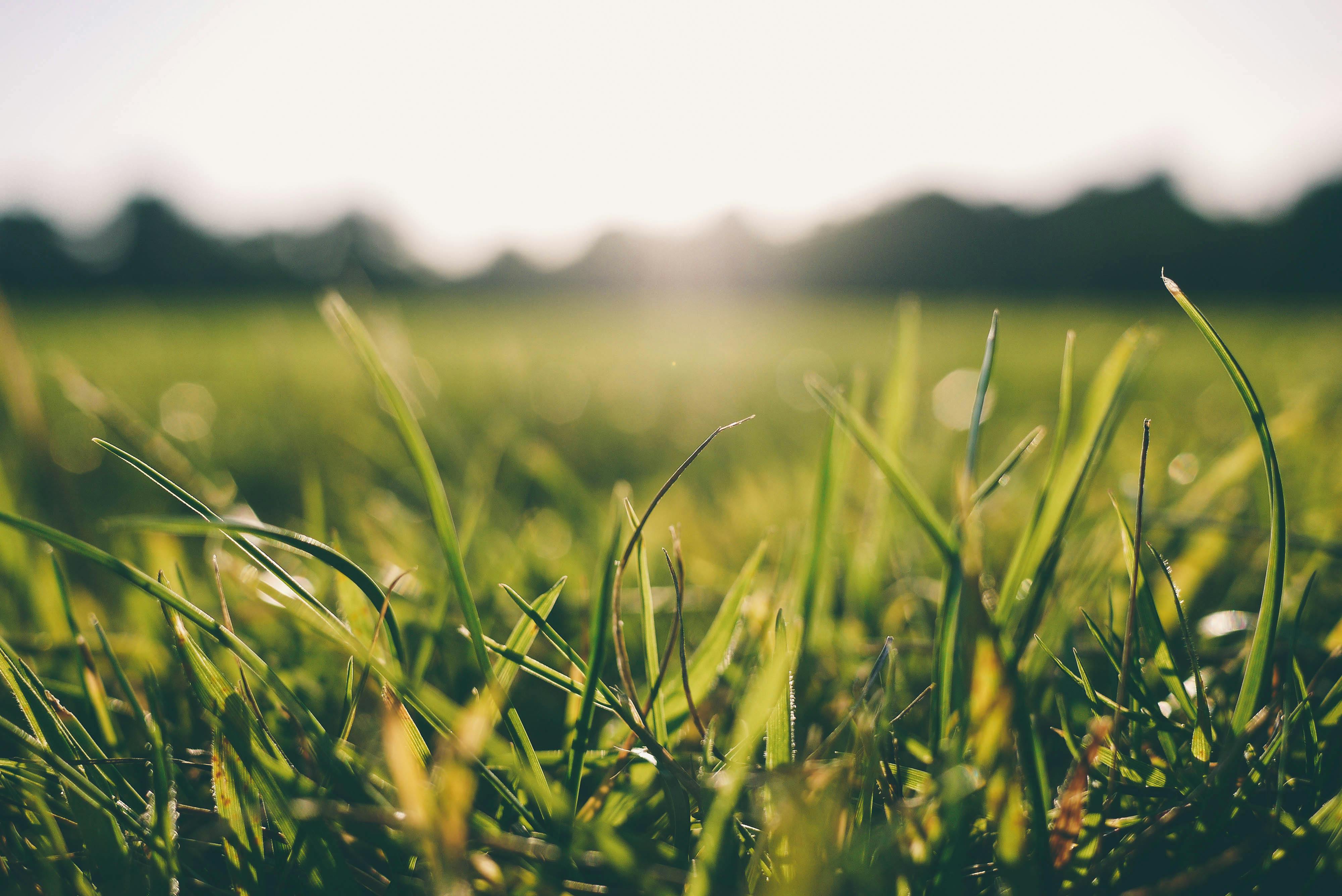 Free stock photos of grass · Pexels