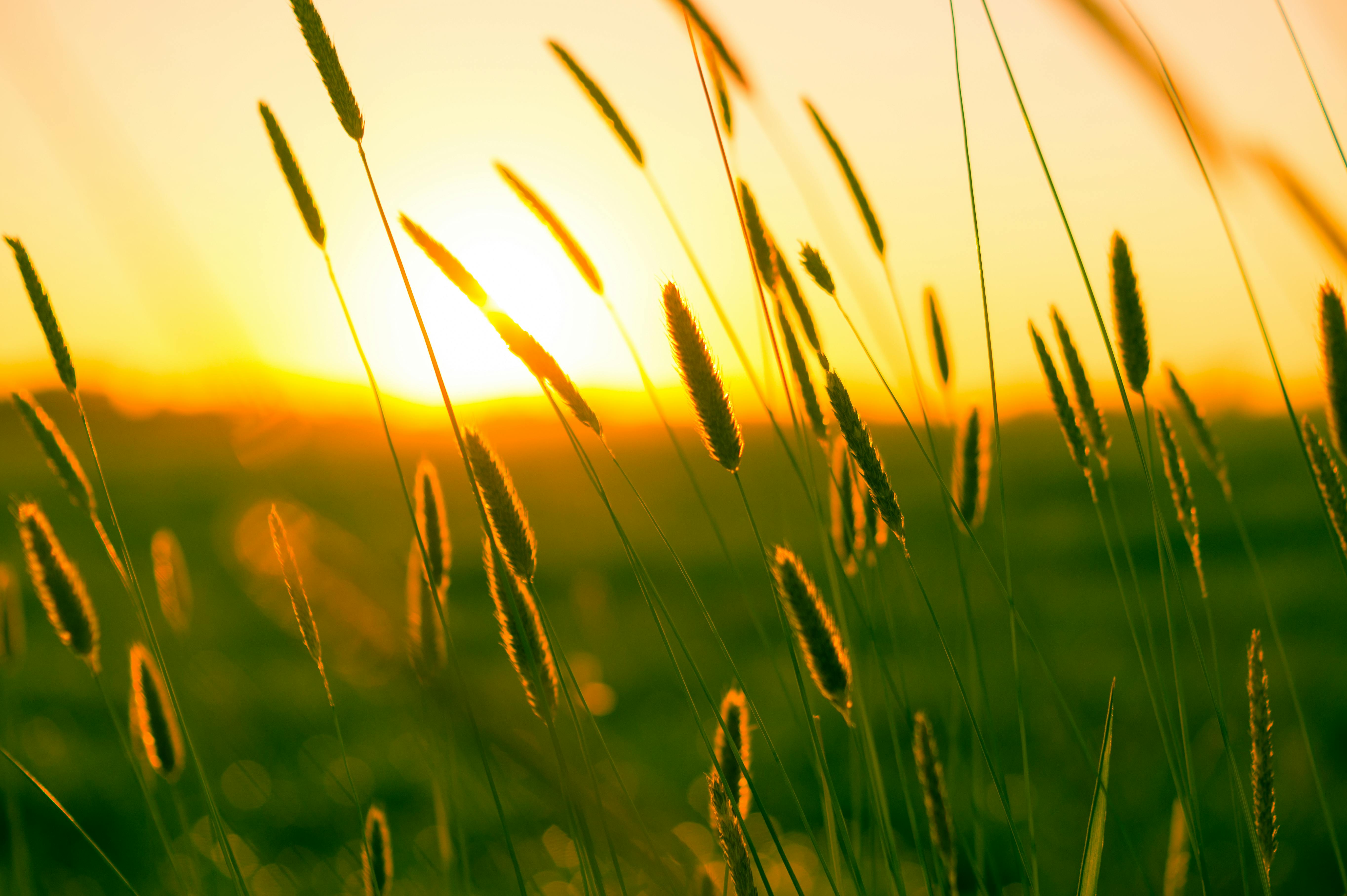 Free stock photos of indian summer · Pexels