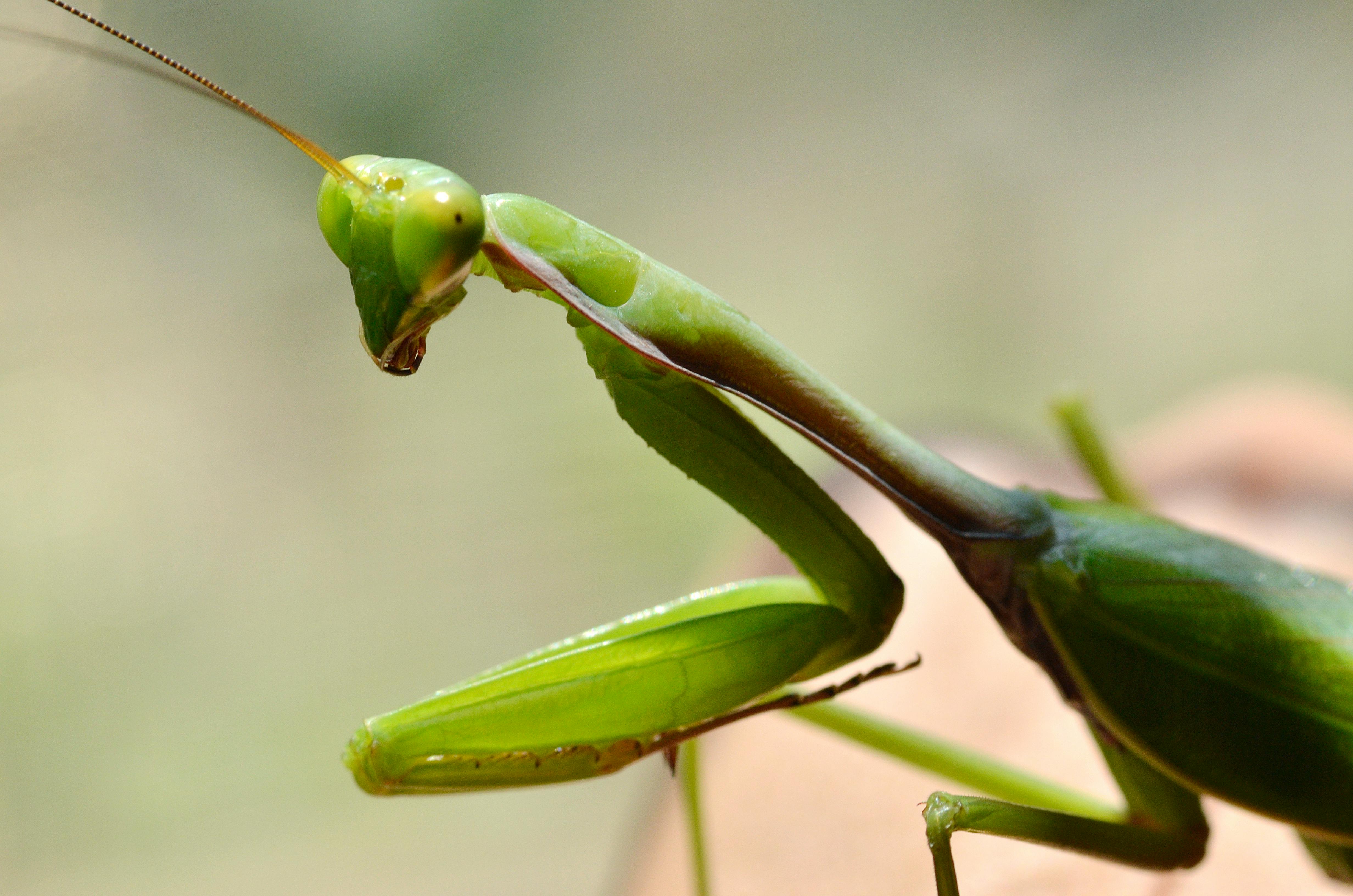 Free stock photos of grasshopper · Pexels